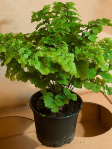 Como cuidar de avenca: 7 dúvidas que matam sua planta