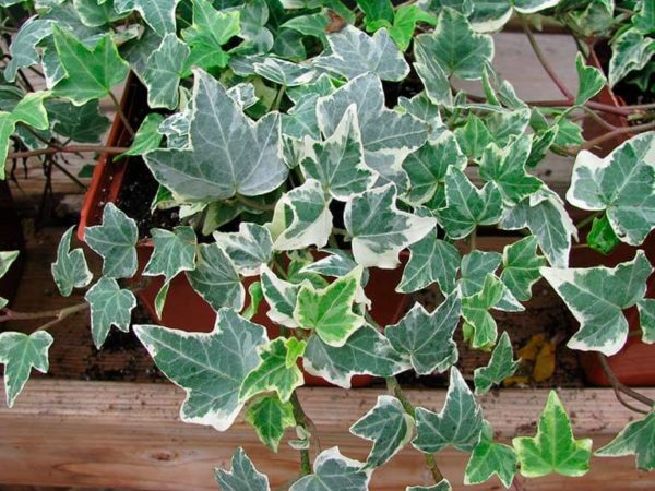 Hera Hedera helix / H. canariensis | 6 dicas de como cuidar