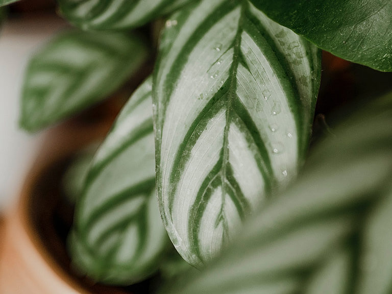 Marantas: Como cuidar dessas lindas folhagens