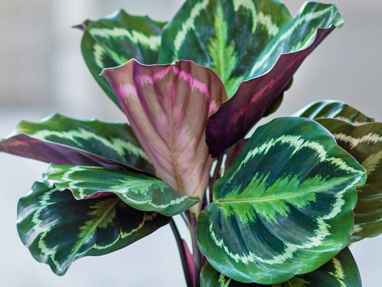 Marantas: Como cuidar dessas lindas folhagens