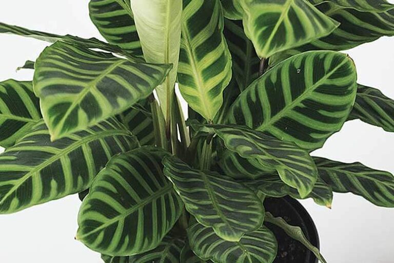 Marantas e Calateias: Aprenda a cultivar sem errar