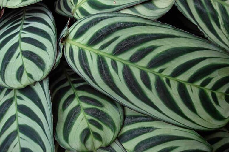 Marantas e Calateias: Aprenda a cultivar sem errar