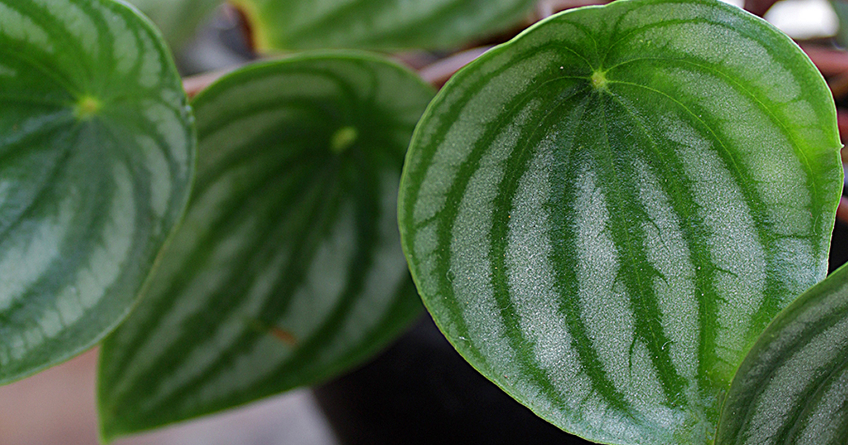 Peperomia melancia: Como cuidar do jeito certo