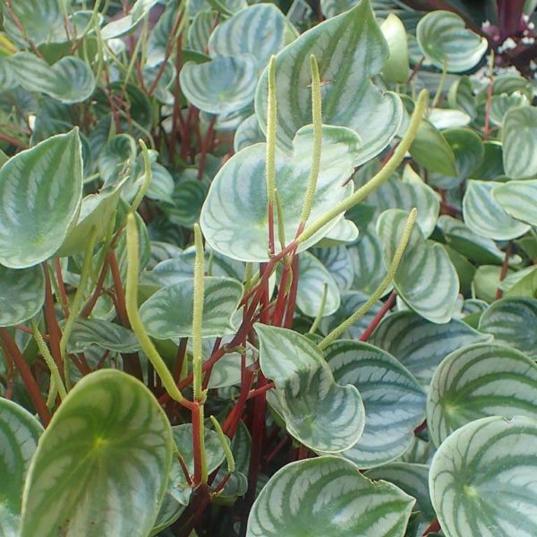 Peperomia melancia: Como cuidar do jeito certo