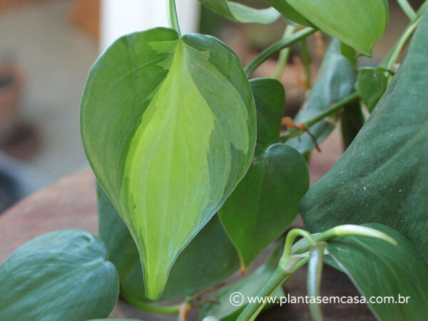PLANTA JIBOIA 🍃 Como cuidar da Jiboia Guia Completo