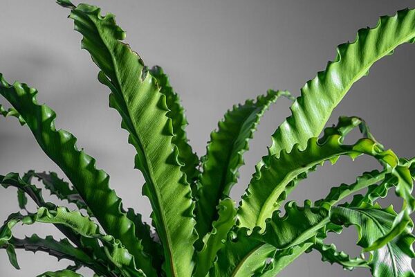 Asplênio / Samambaia-Ninho-de-Passarinho - Como Cuidar