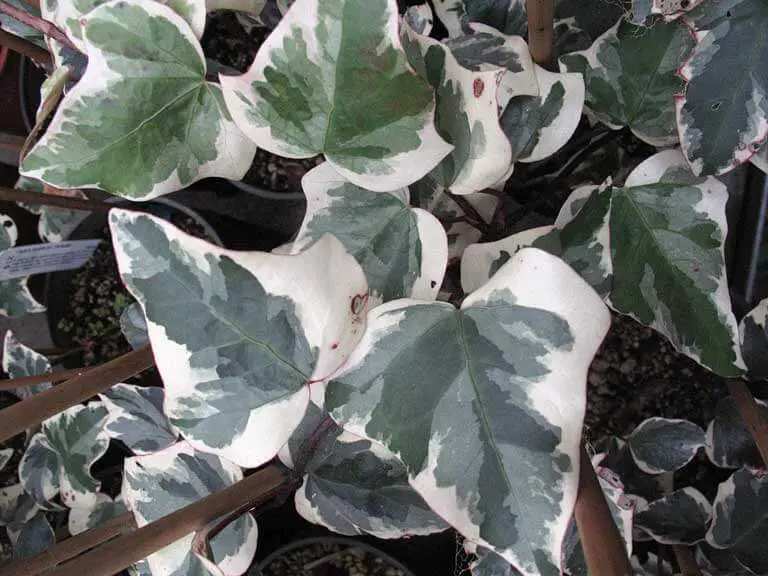 Planta Hera Caractersticas Tipos E Como Cuidar