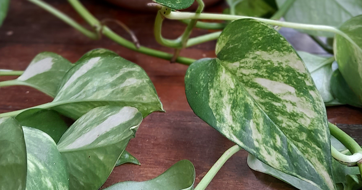 PLANTA JIBOIA 🍃 Como cuidar da Jiboia Guia Completo