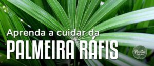 Palmeira Rafis Como cuidar dessa palmeira tão versátil