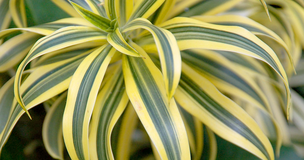 Pleomele reflexa - Como cuidar e fazer mudas