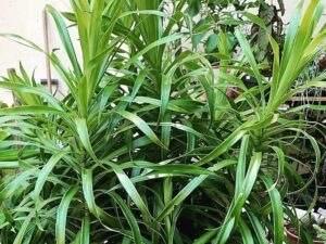 Pleomele reflexa - Como cuidar e fazer mudas