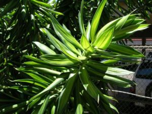 Pleomele reflexa - Como cuidar e fazer mudas