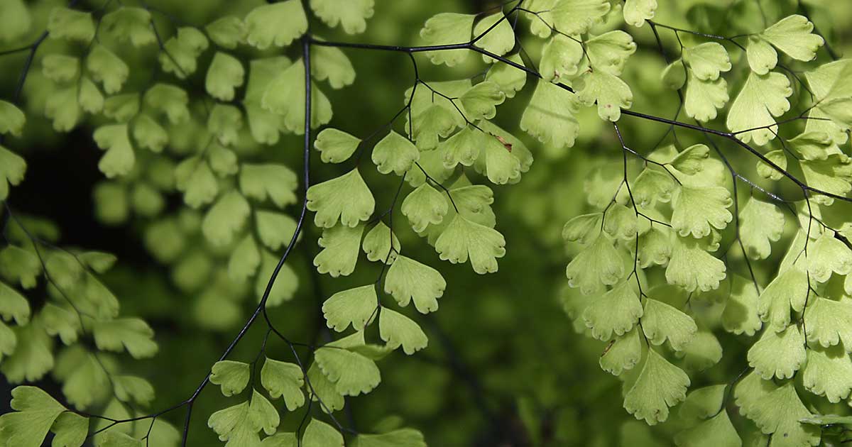 Como cuidar de avenca: 7 dúvidas que matam sua planta