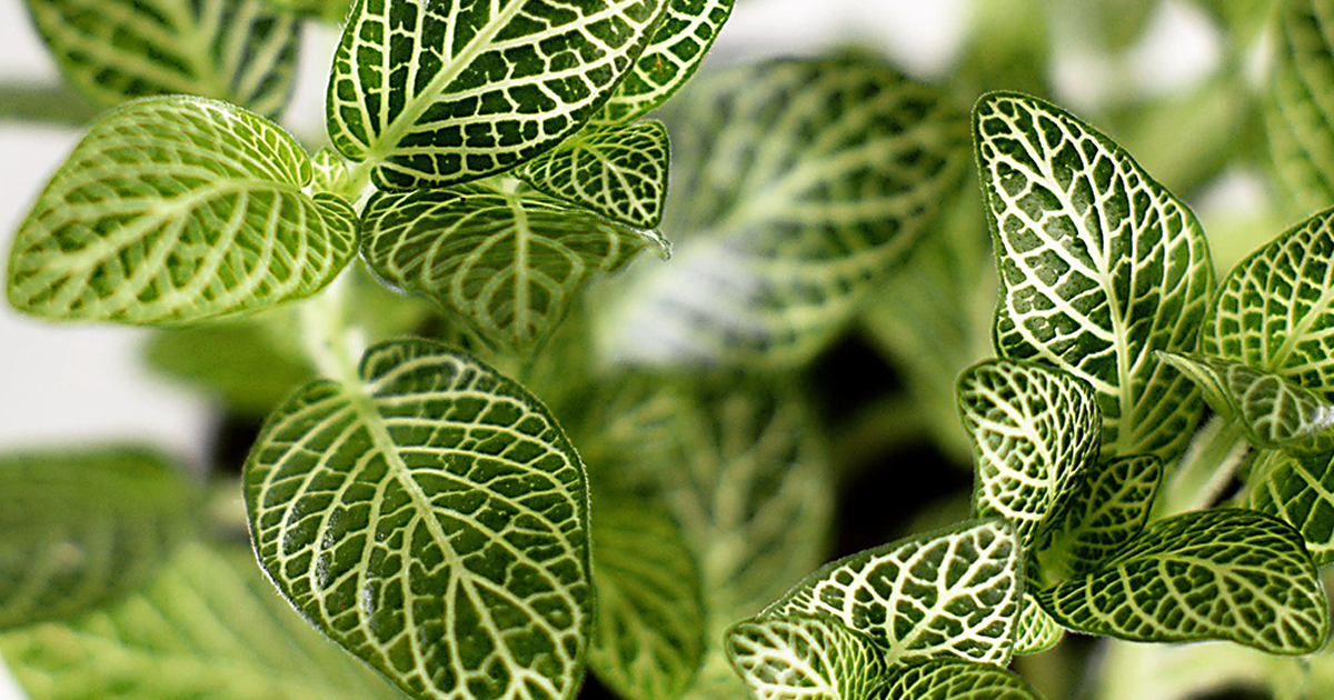 COMO CUIDAR DA FITÔNIA OU PLANTA MOSAICO