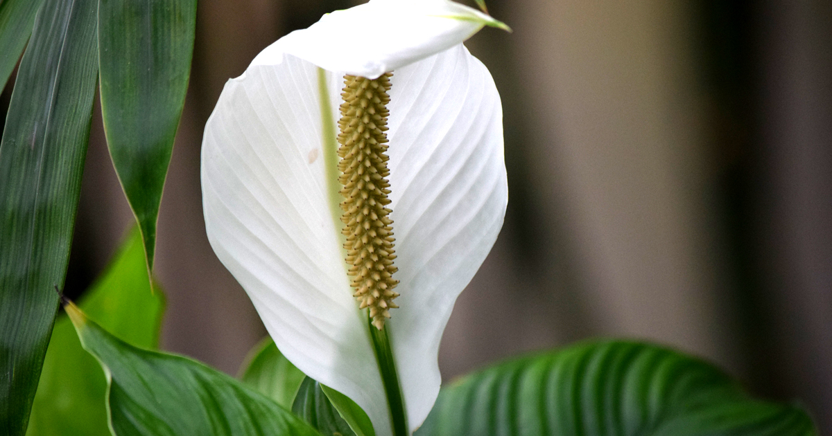 Lírio da Paz - Aprenda a cultivar e cuidar do Spathiphyllum