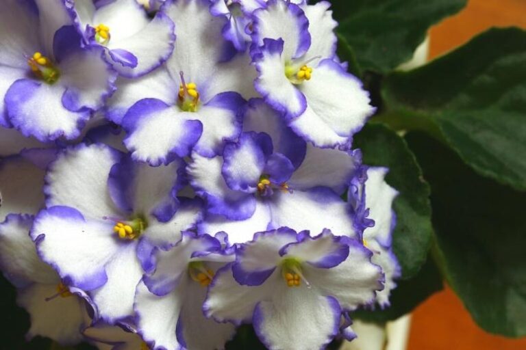 Como cuidar das Violetas e tê-las saudáveis e floridas