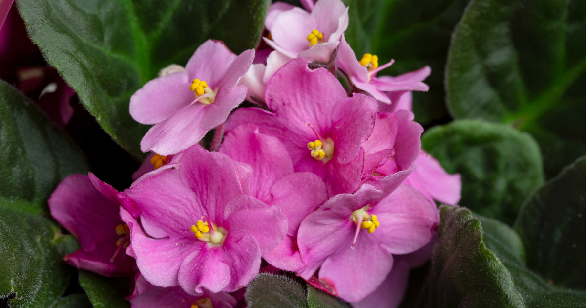 Como cuidar das Violetas e tê-las saudáveis e floridas