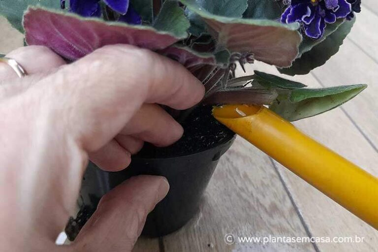 Como cuidar das Violetas e tê-las saudáveis e floridas