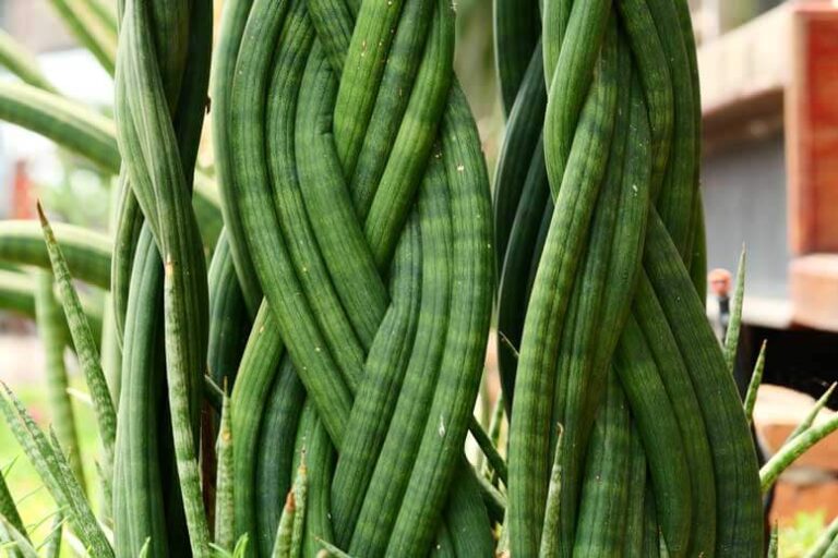 Espada de São Jorge: aprenda a cuidar e cultivar em casa