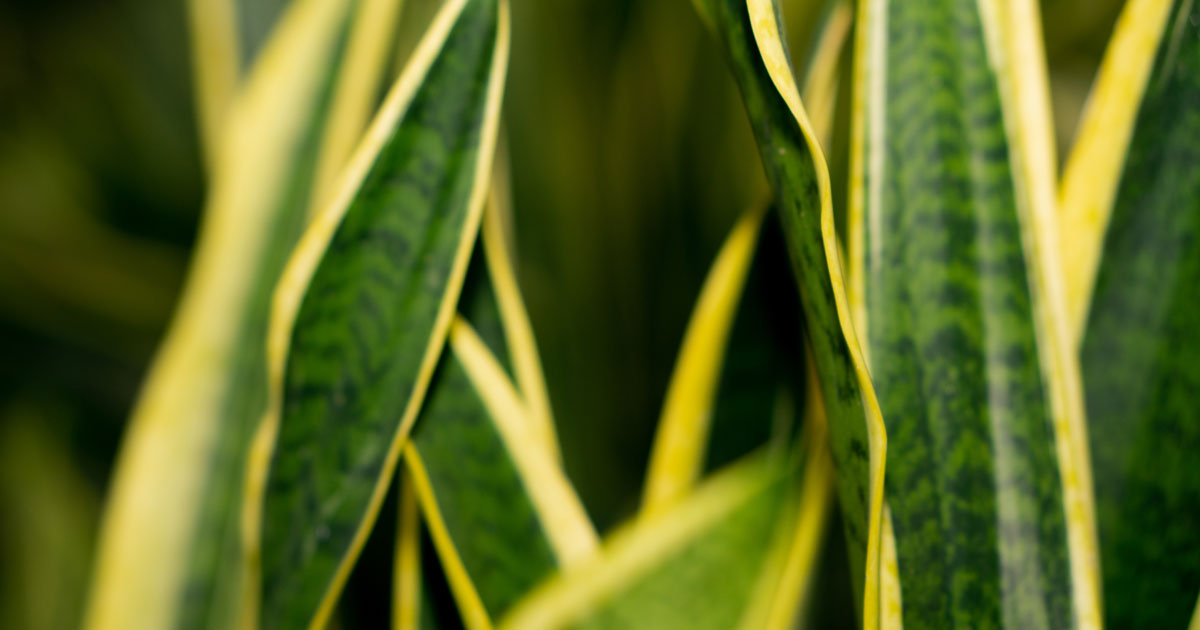 Espada de São Jorge: aprenda a cuidar e cultivar em casa