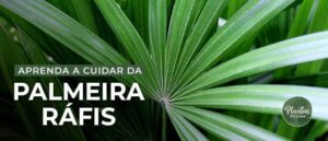Palmeira Rafis Como cuidar dessa palmeira tão versátil