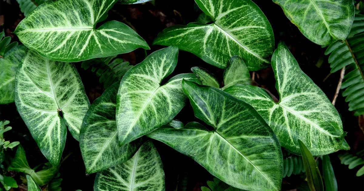 Singônio 🌿 Como cuidar do singonio em vaso | O guia