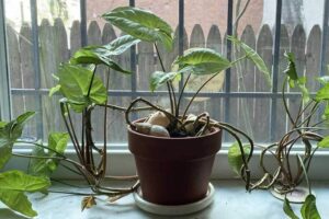 Singônio 🌿 Como cuidar do singonio em vaso | O guia